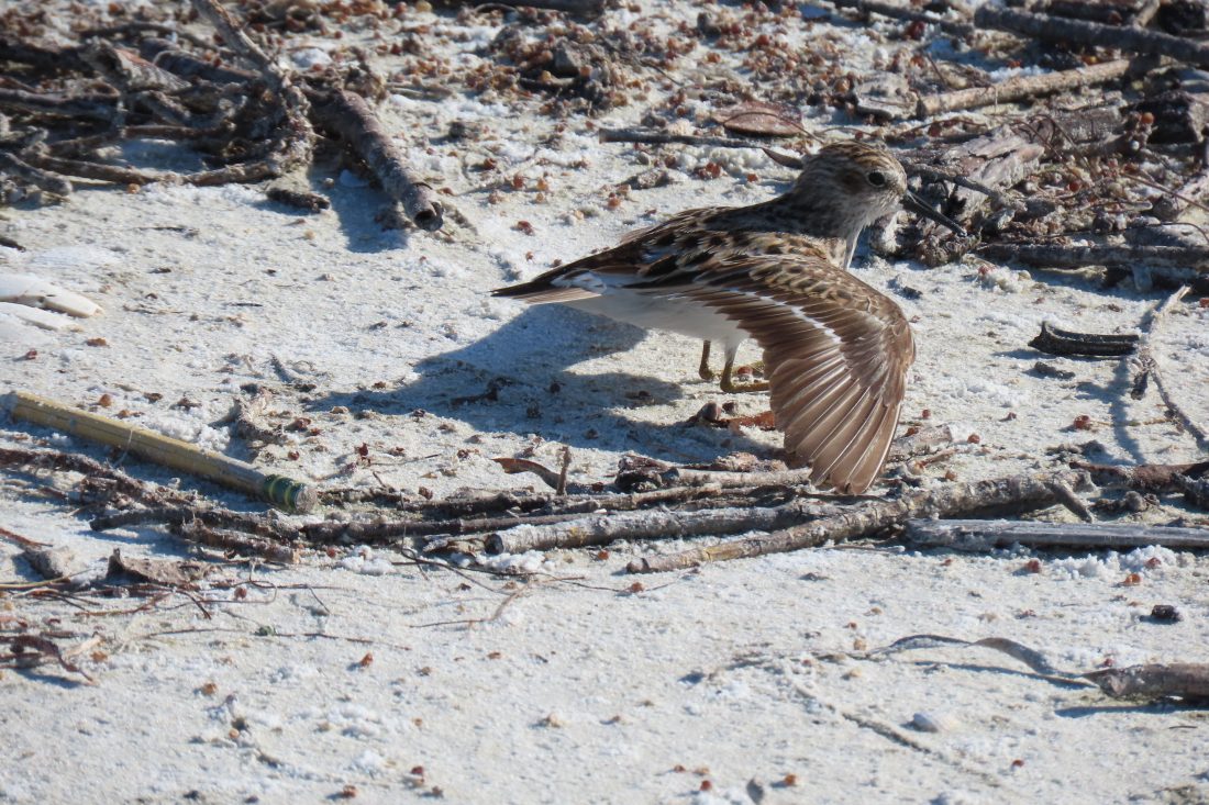 Sick shorebirds concern for scientists as red tide suspected - SANIBEL ...
